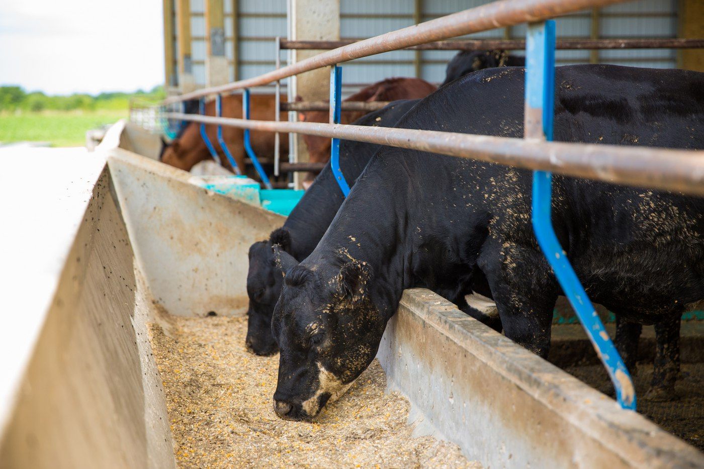 Building Engineering & Design | Summit Livestock