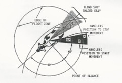 Understanding Cattle Behavior
